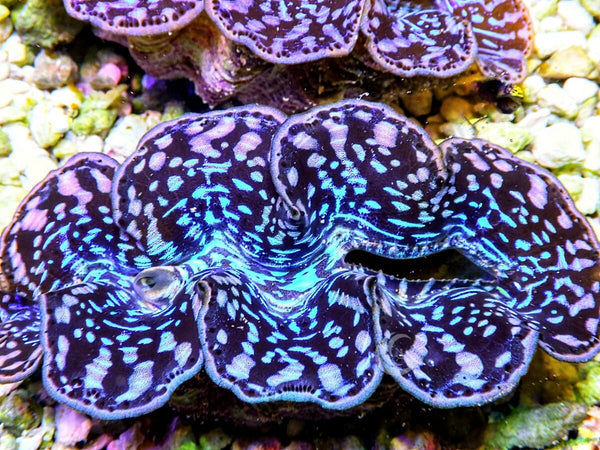 Saltwater Clams | Buy Saltwater Aquarium Tridacna Clams For Sale ...
