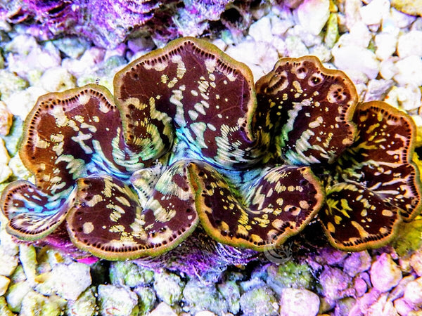 Saltwater Clams | Buy Saltwater Aquarium Tridacna Clams For Sale ...