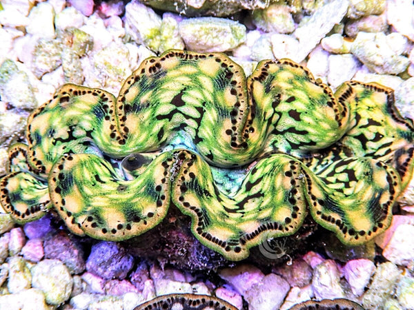 Saltwater Clams | Buy Saltwater Aquarium Tridacna Clams For Sale ...