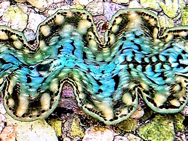 Saltwater Clams | Buy Saltwater Aquarium Tridacna Clams For Sale ...