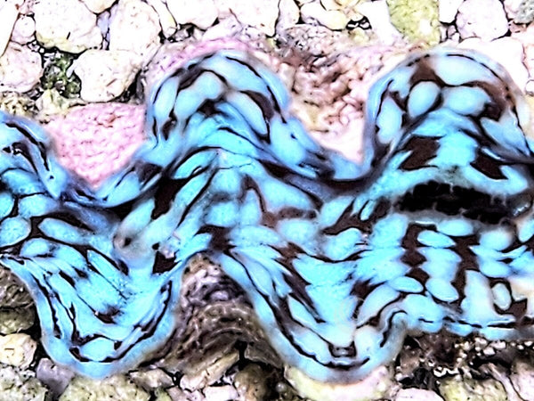 Saltwater Clams | Buy Saltwater Aquarium Tridacna Clams For Sale ...