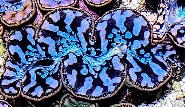 Ultra Cultured Maxima Clam - Pacific East Aquaculture