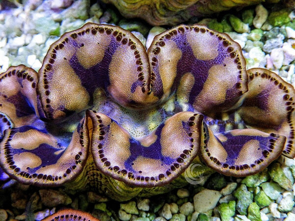 Saltwater Clams For Sale | Buy Tridacna Clams for Aquariums - Pacific ...