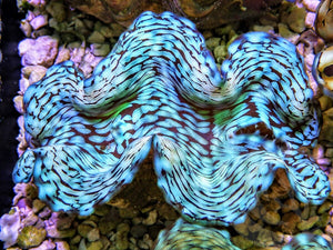 Saltwater Clams | Buy Saltwater Aquarium Tridacna Clams For Sale ...