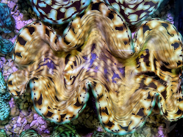 Saltwater Clams | Buy Saltwater Aquarium Tridacna Clams For Sale ...