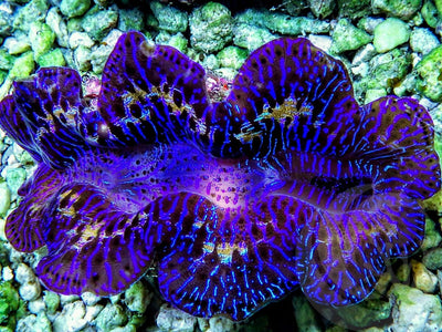 Saltwater Clams | Buy Saltwater Aquarium Tridacna Clams For Sale ...