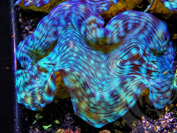 Saltwater Clams | Buy Saltwater Aquarium Tridacna Clams For Sale ...