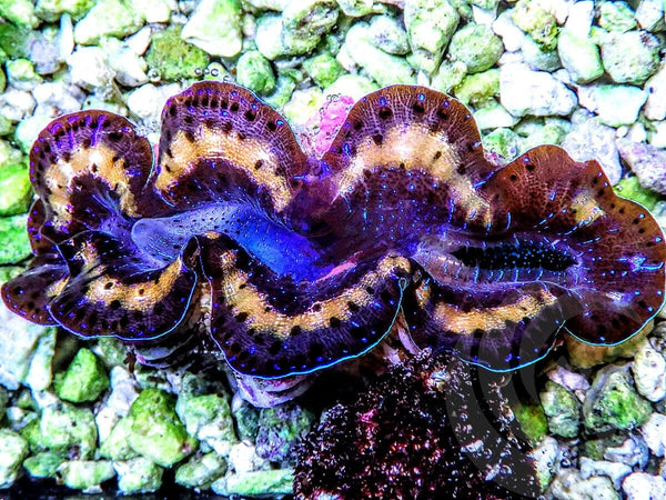 Saltwater Clams | Buy Saltwater Aquarium Tridacna Clams For Sale ...