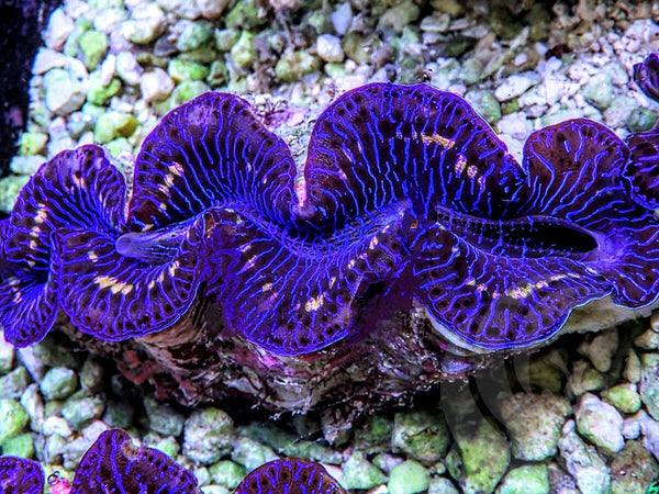 Saltwater Clams | Buy Saltwater Aquarium Tridacna Clams For Sale ...