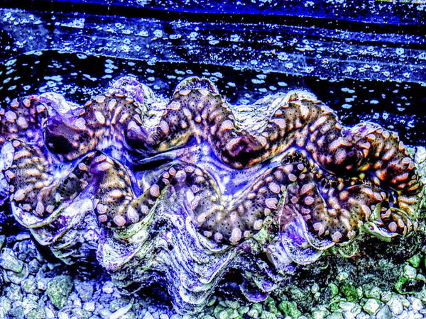 Pinkie Spotted Teardrop Clam - Pacific East Aquaculture