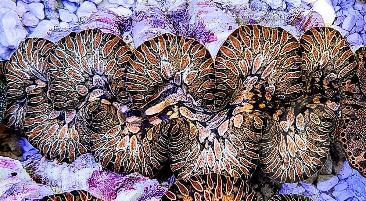 Ultra Teardrop Noae Clam - Pacific East Aquaculture