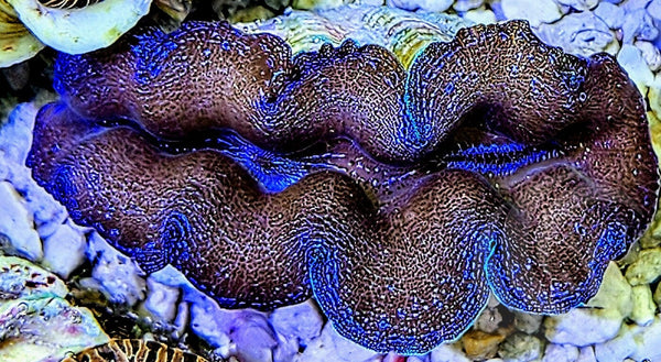 Saltwater Clams | Buy Saltwater Aquarium Tridacna Clams For Sale ...