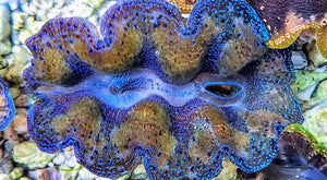 Saltwater Clams | Buy Saltwater Aquarium Tridacna Clams For Sale ...