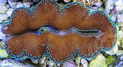 Saltwater Clams | Buy Saltwater Aquarium Tridacna Clams For Sale ...