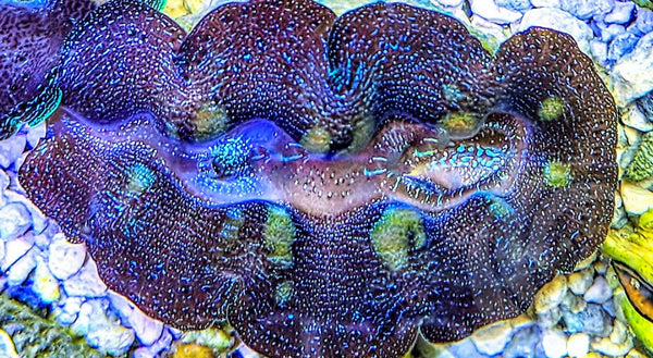 Saltwater Clams | Buy Saltwater Aquarium Tridacna Clams For Sale ...