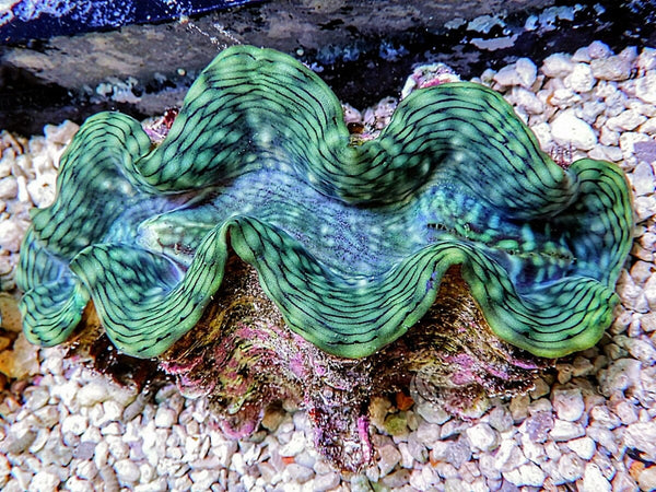 RARE Green Squamosa Clam - Pacific East Aquaculture