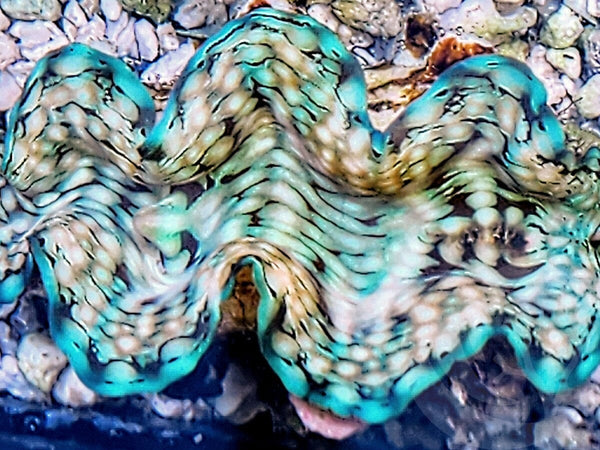 Saltwater Clams | Buy Saltwater Aquarium Tridacna Clams For Sale ...