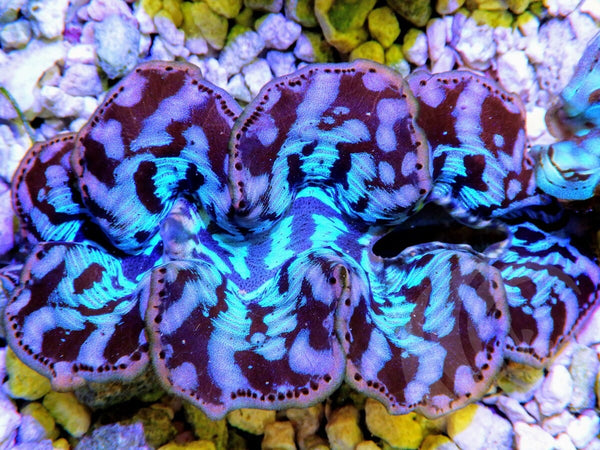 Ultra Cultured Maxima Clam - Pacific East Aquaculture