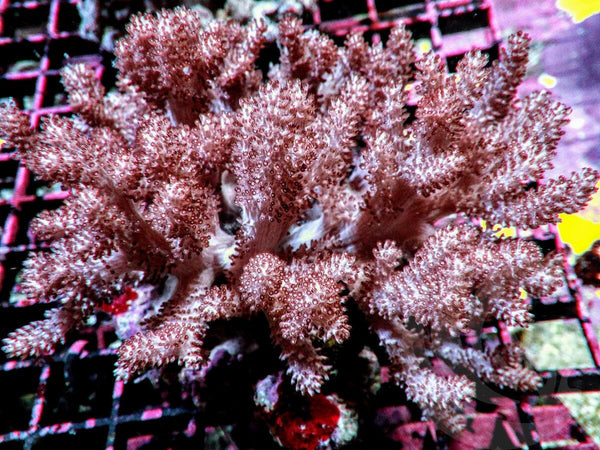 Fuzzy Finger Leather - Pacific East Aquaculture