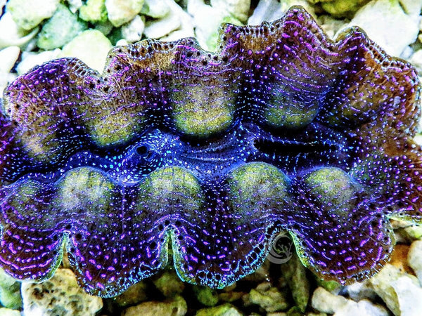 Ultra Crocea Cultured Clam - Pacific East Aquaculture