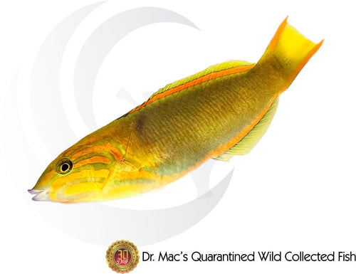 Saltwater Wild Collected Fish - Pacific East Aquaculture