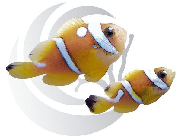 Saltwater Fish Page 2 - Pacific East Aquaculture