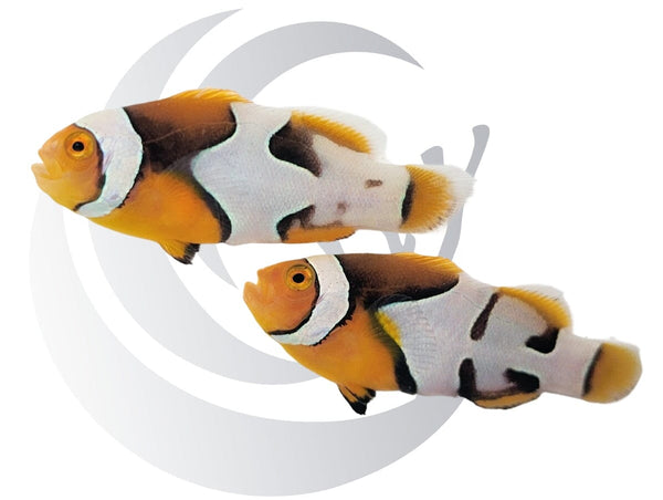 Saltwater Fish Page 2 - Pacific East Aquaculture