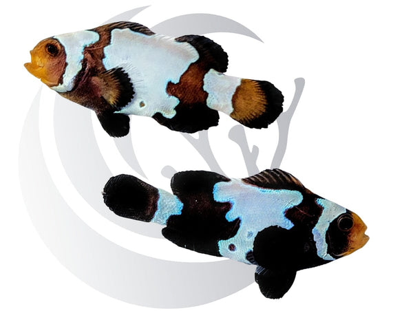 Longfin Clownfish