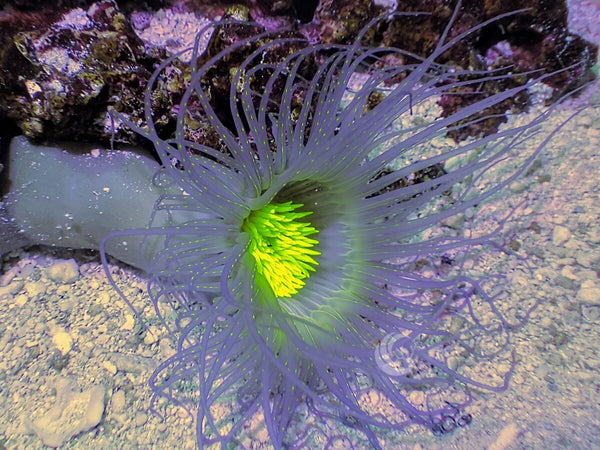 Ghost Tube Anemone- WYSIWYG - Pacific East Aquaculture