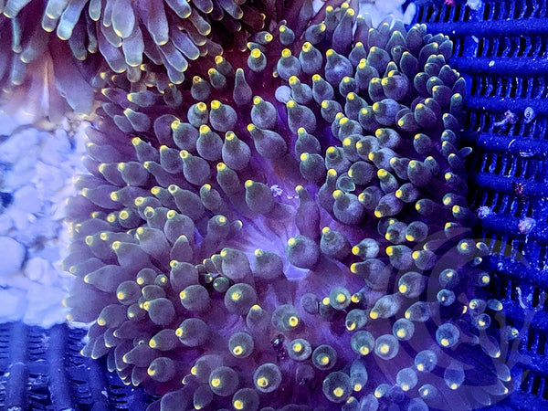 Starry Night Bubble tip Anemone with Purple Foot - Pacific East Aquaculture