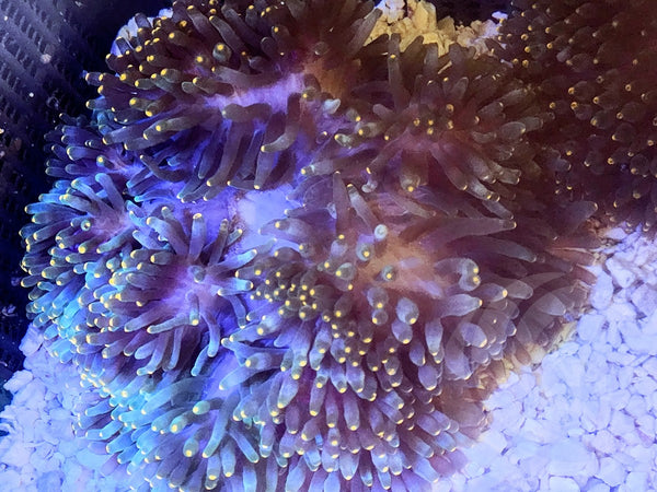 Starry Night Bubble tip Anemone with Purple Foot - Pacific East Aquaculture