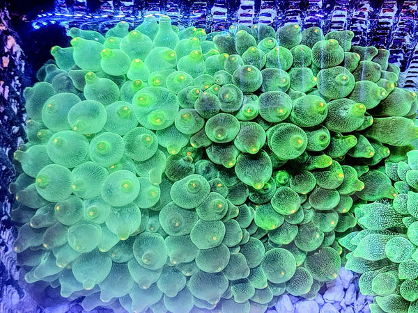 Yellow-Orange Tip Bubble tip Anemone with Red Foot - Pacific East ...