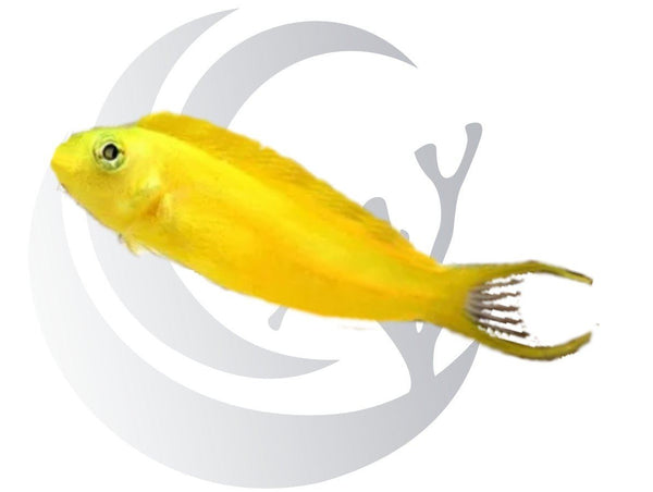 Saltwater Wild Collected Fish - Pacific East Aquaculture