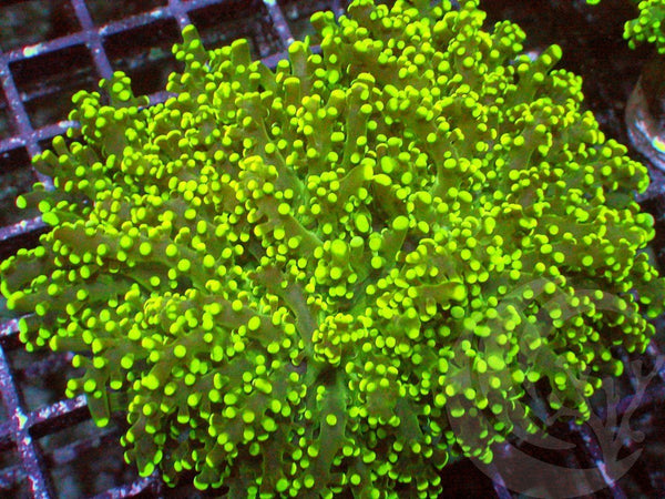 Green Frogspawn - Pacific East Aquaculture
