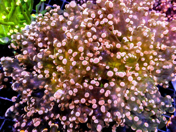 Pinkie Orange Frogspawn - Pacific East Aquaculture