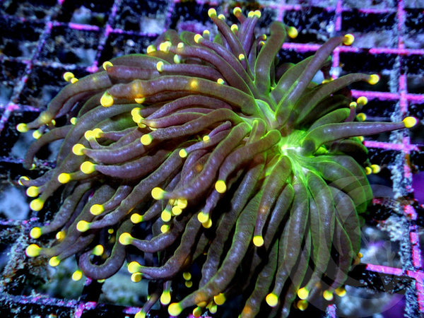Glowing Alien Torch - Pacific East Aquaculture