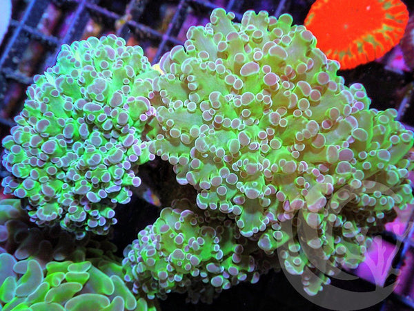 Violet tip Green Branching Frogspawn - Pacific East Aquaculture