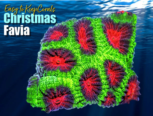 BYO Coral Frag Packs For Sale | Create Your Reef with BYO Frag Packs ...