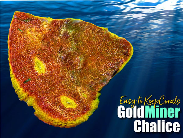 Alien Goosebumps Chalice | Purchase A Build Your Own Coral Pack for ...