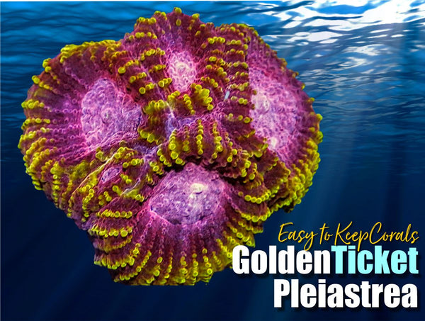 Alien Goosebumps Chalice | Purchase A Build Your Own Coral Pack for ...