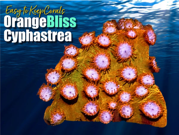 Alien Goosebumps Chalice | Purchase A Build Your Own Coral Pack for ...