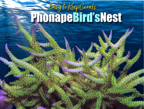 Build Your Own Frag Pack! Page 3 - Pacific East Aquaculture