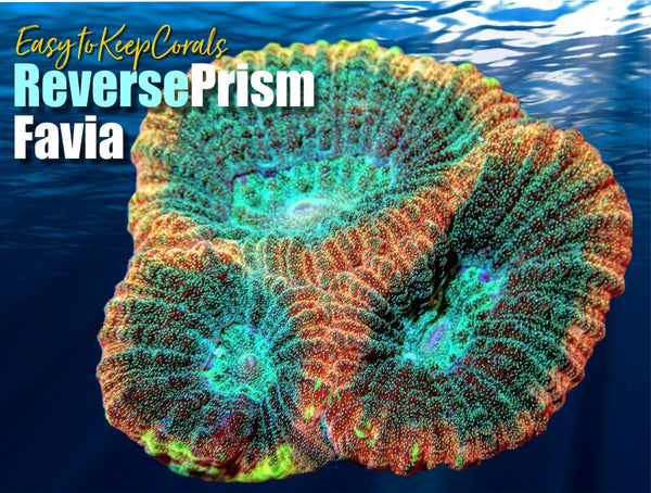 Reverse Prism Favia - Easy to Keep - Pacific East Aquaculture