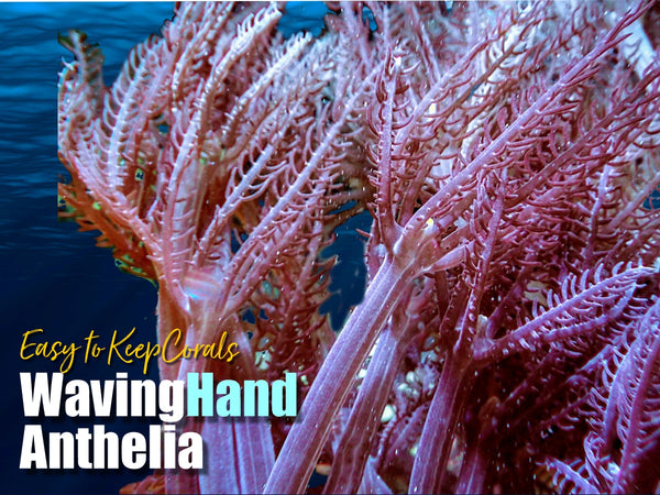 Waving Hand Anthelia - Easy to Keep - Pacific East Aquaculture