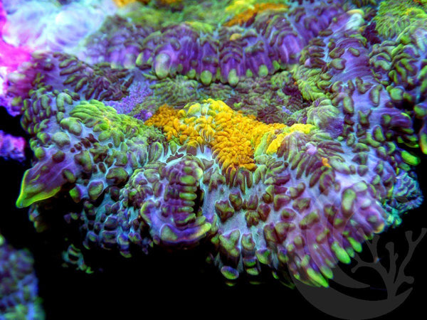 Rainbow Bubbling Rhodactis Mushroom - Pacific East Aquaculture