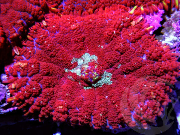 Christmas Wreath Rhodactis Mushroom - Pacific East Aquaculture