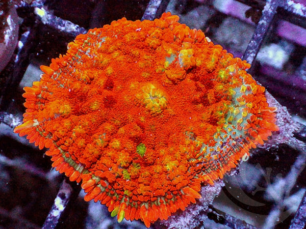 Red Speckled Blood Orange Rhodactis Mushroom - Pacific East Aquaculture