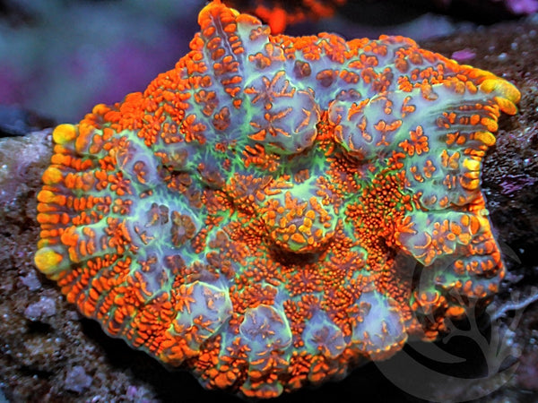 Superman Rhodactis Mushroom - Pacific East Aquaculture