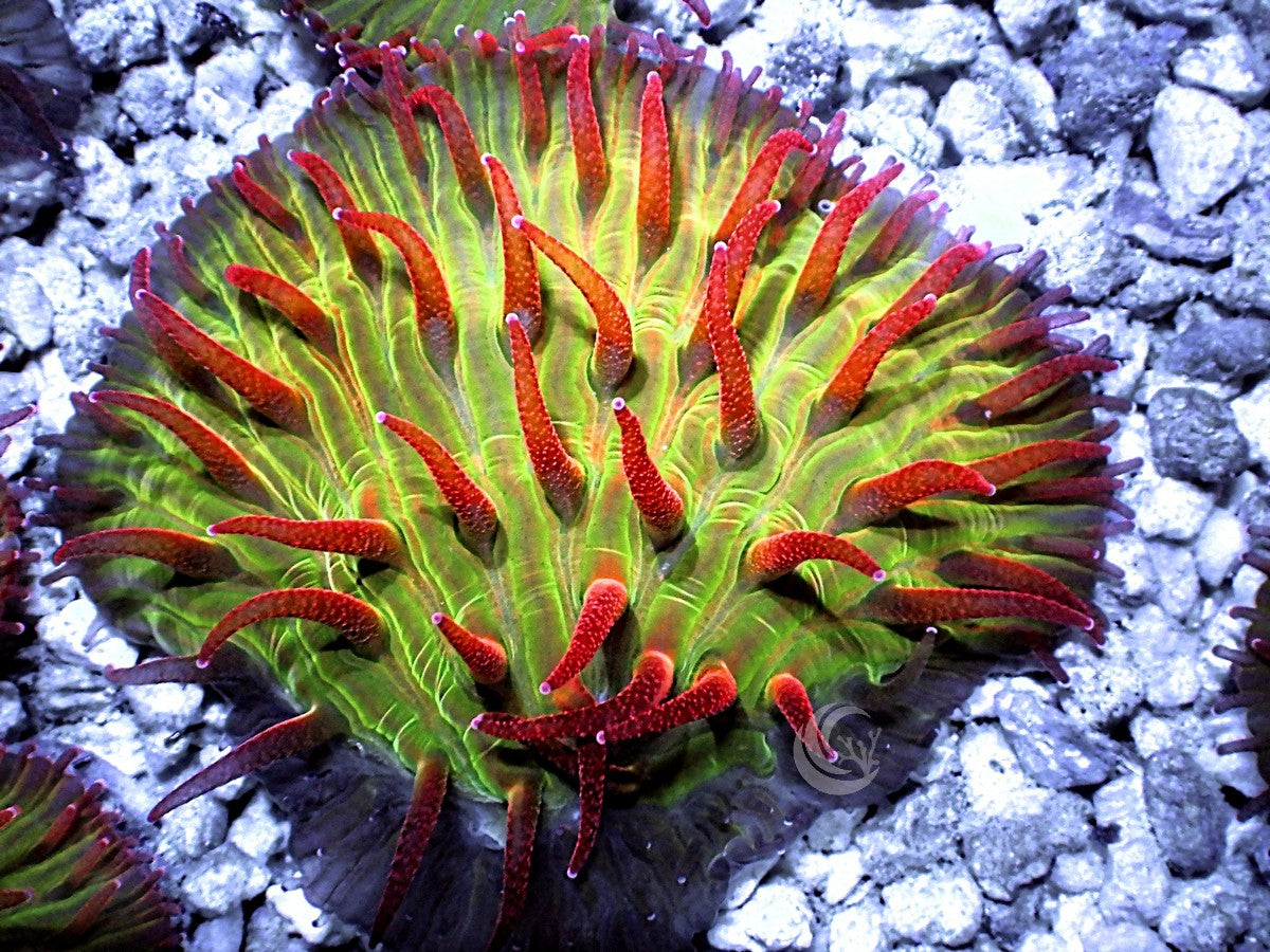 Red Polyp Diaseris Plate - Pacific East Aquaculture