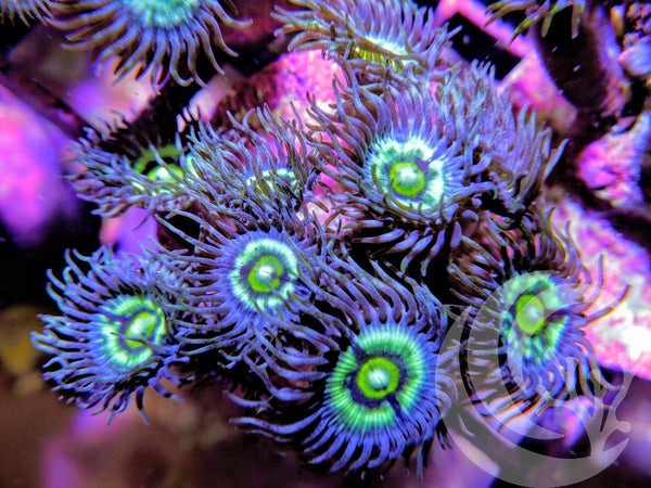 Cats Eye Zoanthids - Pacific East Aquaculture